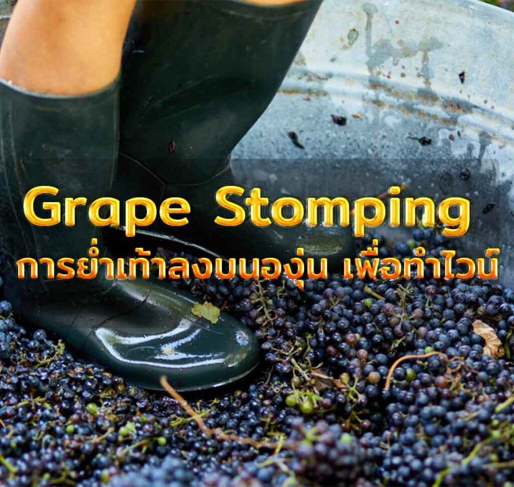 Grape Stomping การย่ำเท้าลงบนองุ่น เพื่อทำไวน์ - Casa Mio Live Music ...